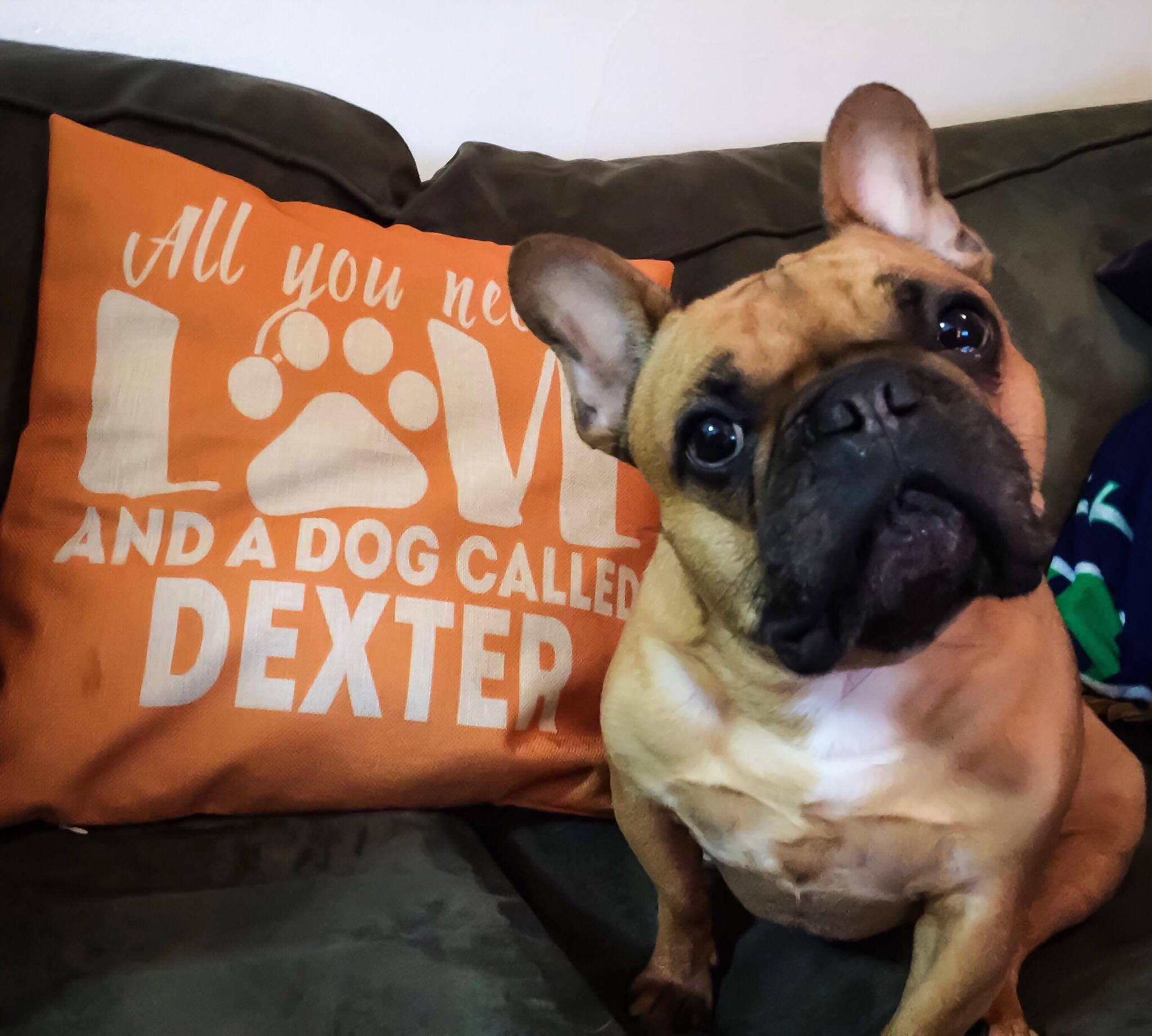 Dexter – MostlyPaws